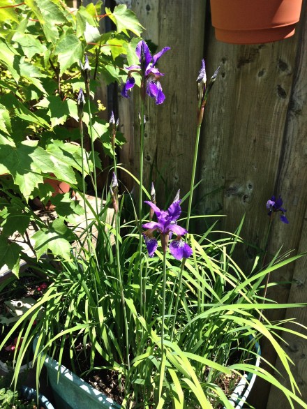 Planting in Containers | jmn