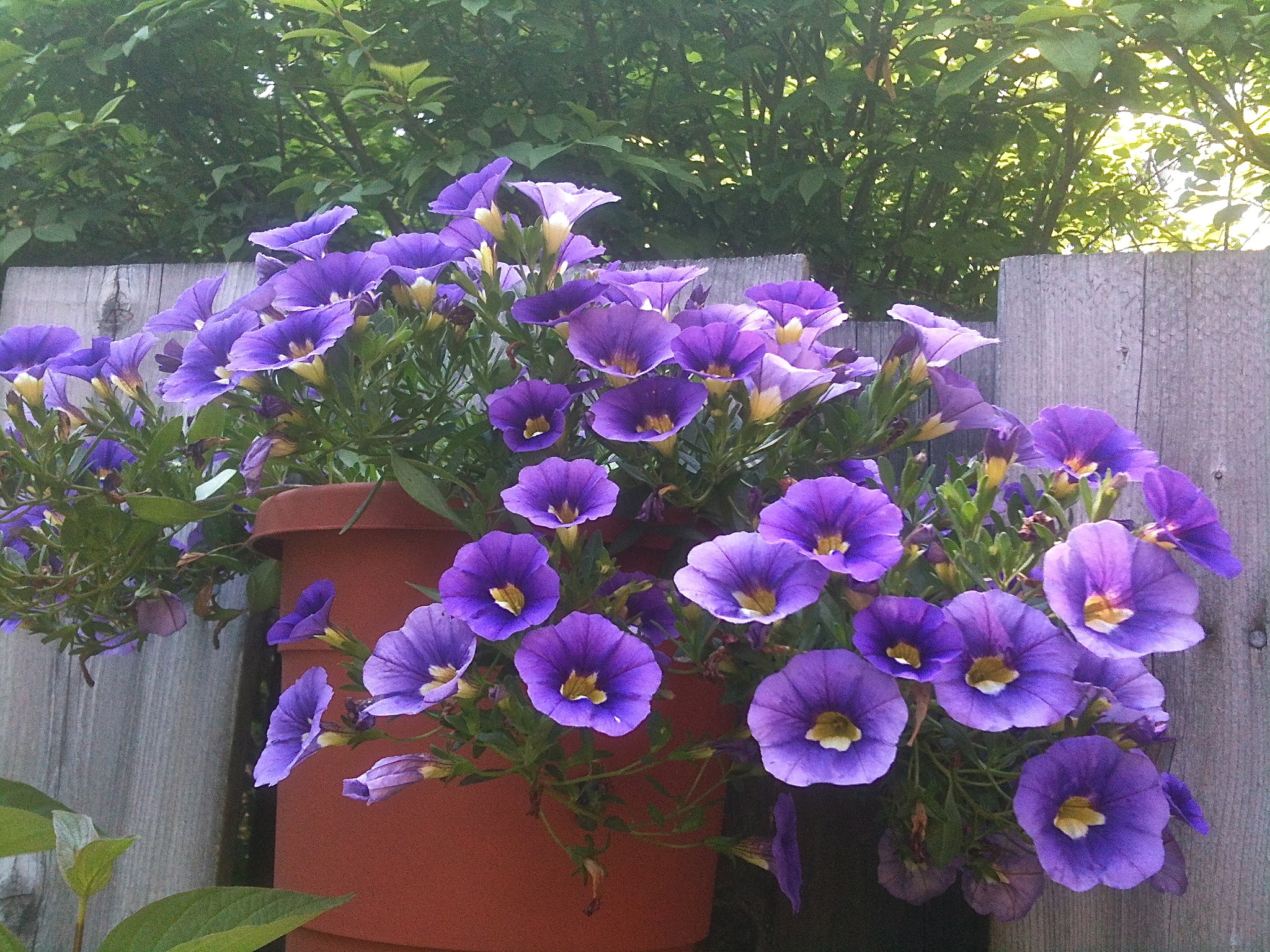 Successful Plants | jmn